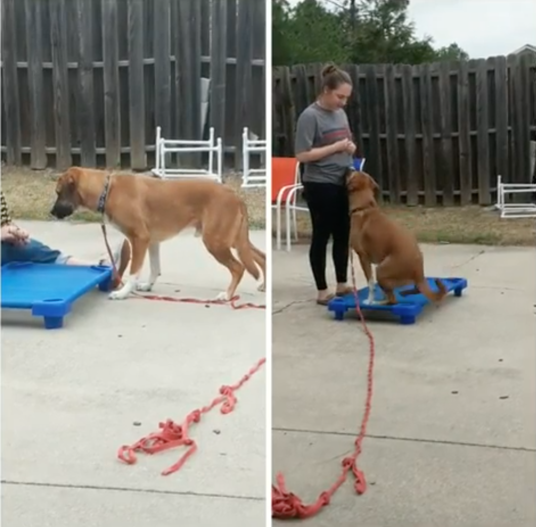 Stories - K9 to Thrive